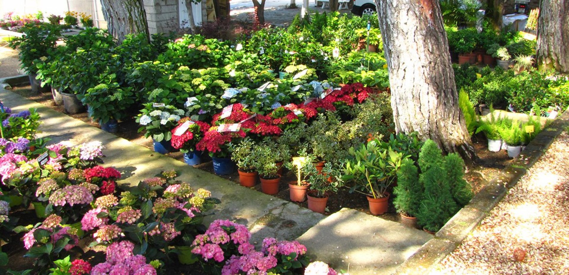 Viveros Irun – Su vivero de la Sierra